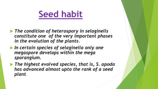 Heterospory and seed habit | PPTX