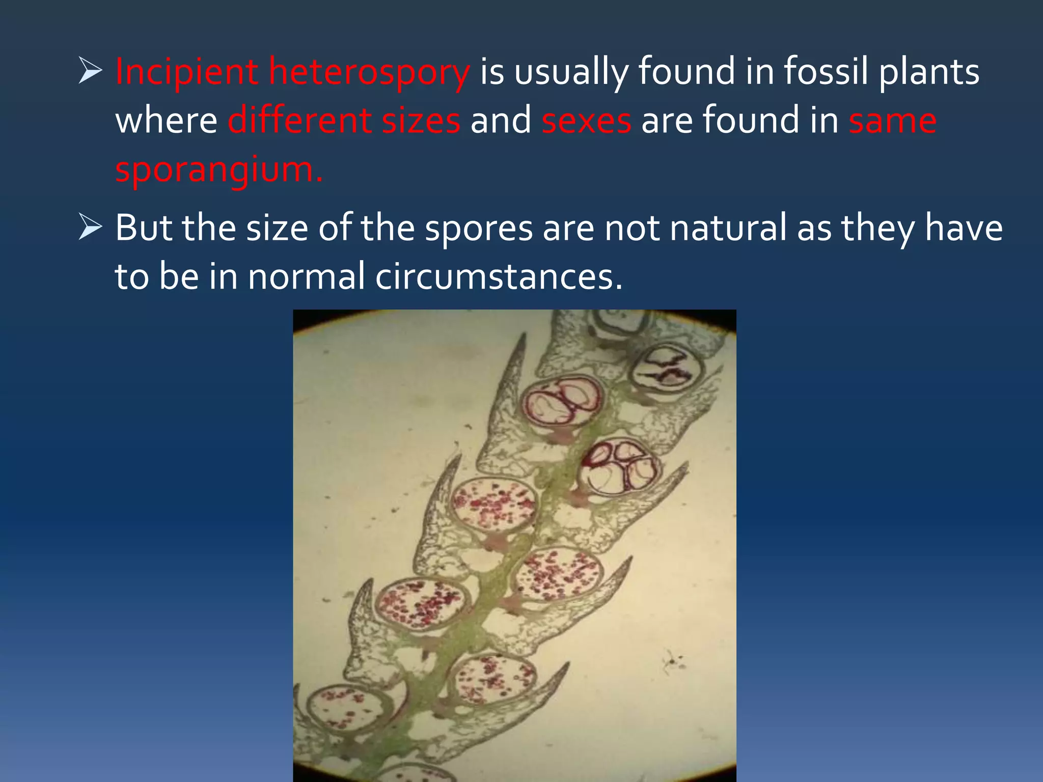 HETEROSPORY and SEED HABIT.pptx