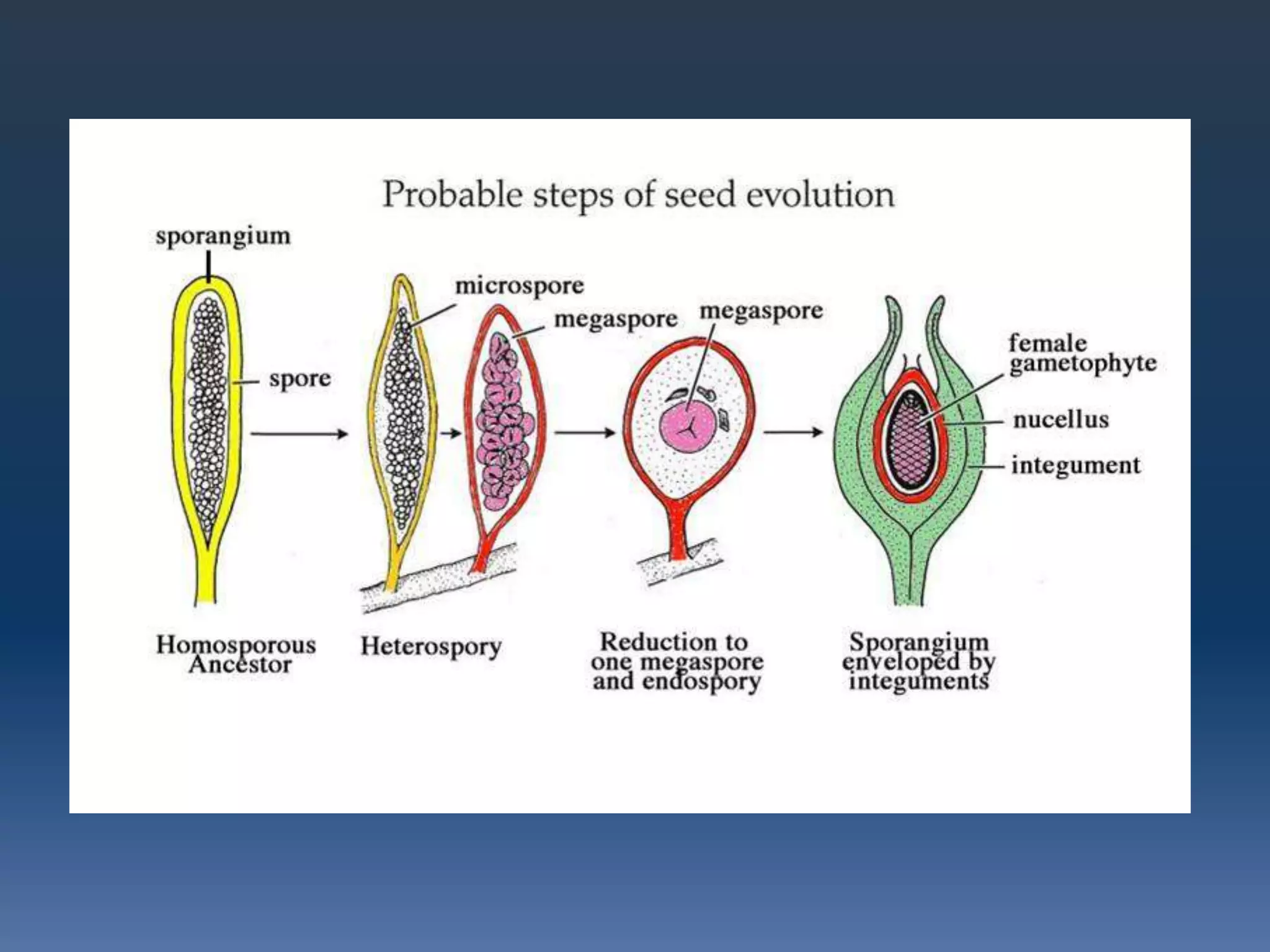 HETEROSPORY and SEED HABIT.pptx