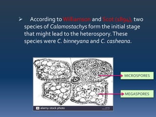 HETEROSPORY and SEED HABIT.pptx