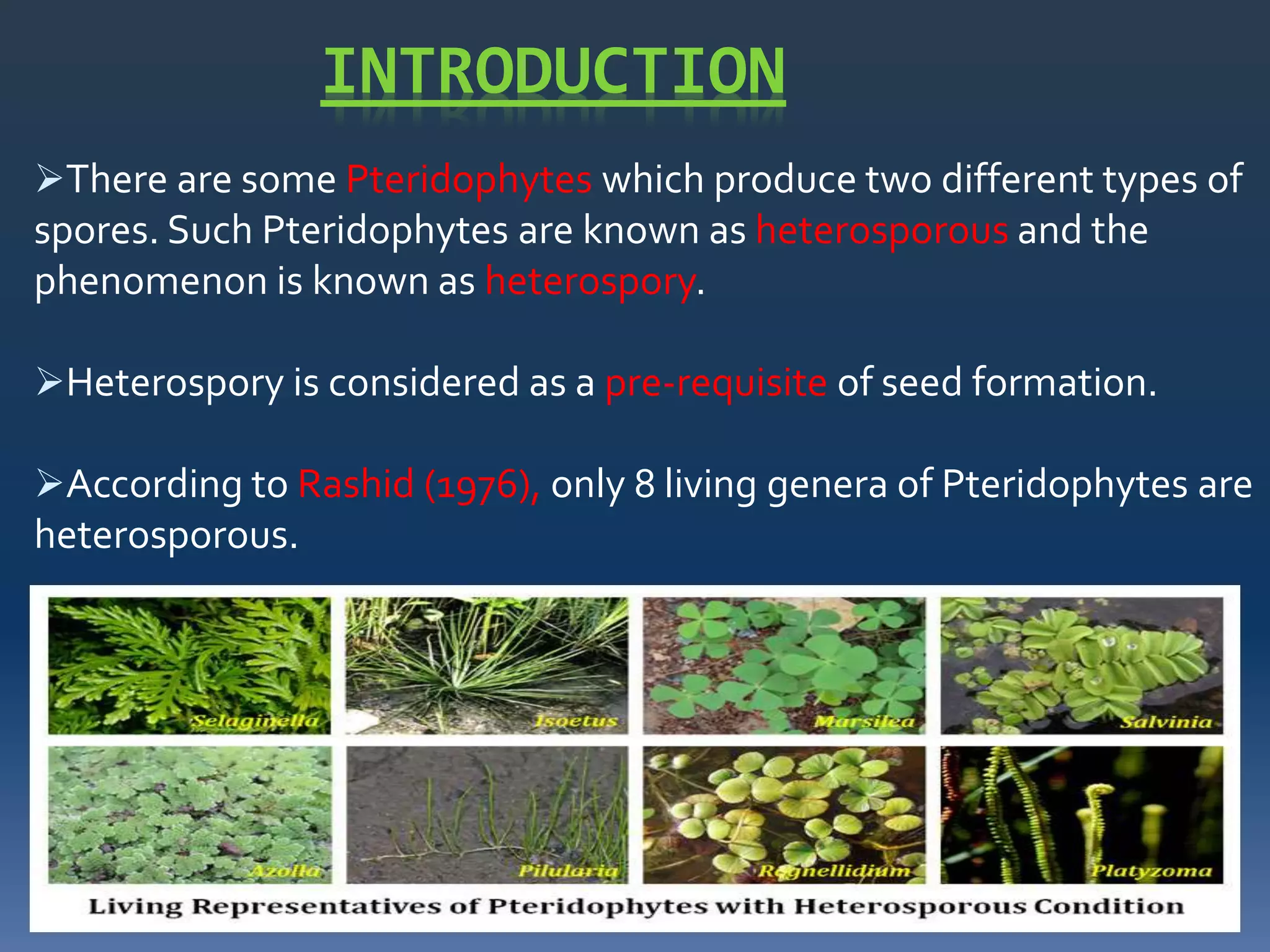 Heterospory and seed habit by Subham saha | PPTX