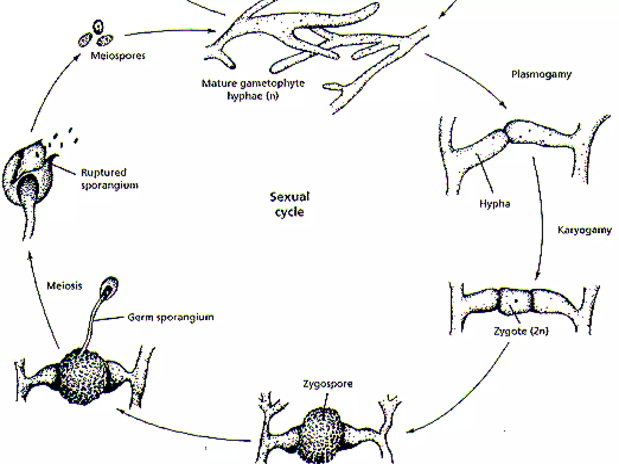 Heterothalism in fungi | PPT