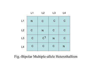 Heterothalism in fungi | PPT