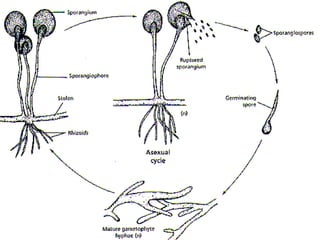 Heterothalism in fungi | PPT