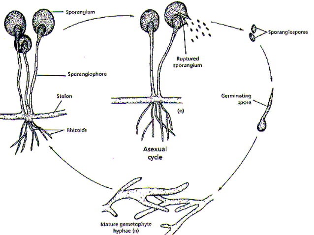 Heterothalism in fungi | PPT