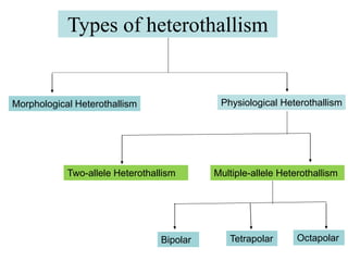 Heterothalism in fungi | PPT