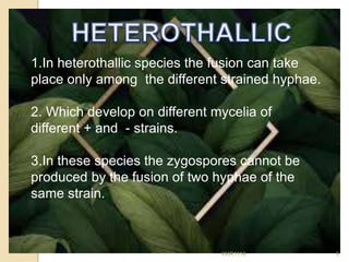Heterothallism | PPTX