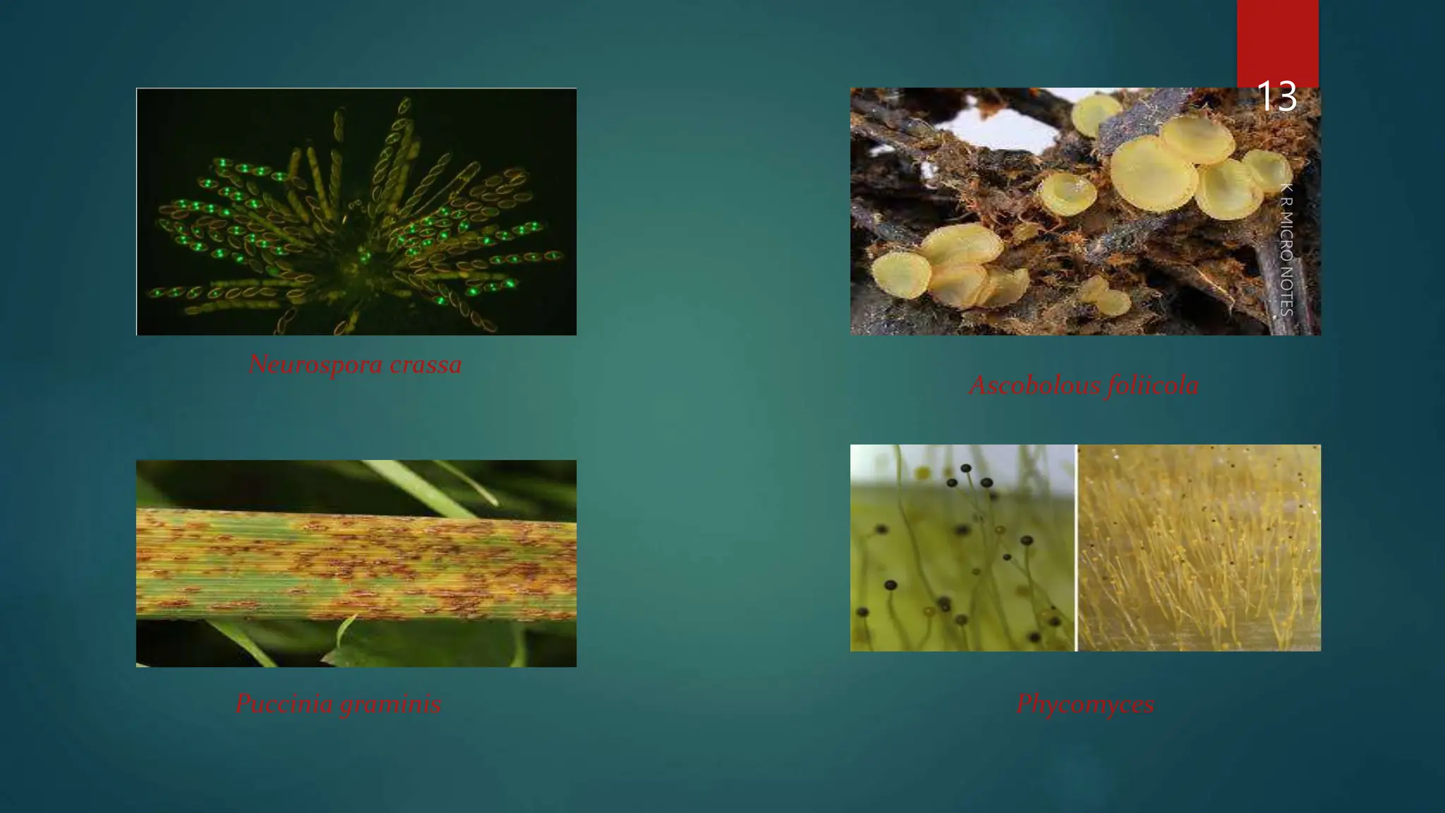 HETEROTHALLISM & PARASEXUALITY IN FUNGI. | PPTX