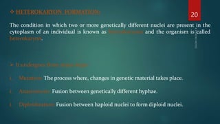 HETEROTHALLISM & PARASEXUALITY IN FUNGI. | PPTX