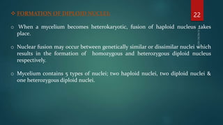 HETEROTHALLISM & PARASEXUALITY IN FUNGI. | PPTX