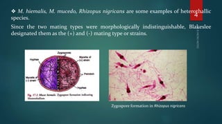 HETEROTHALLISM & PARASEXUALITY IN FUNGI. | PPTX
