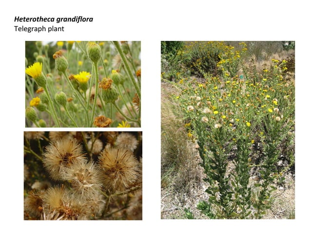 Heterotheca grandiflora web show | PPT