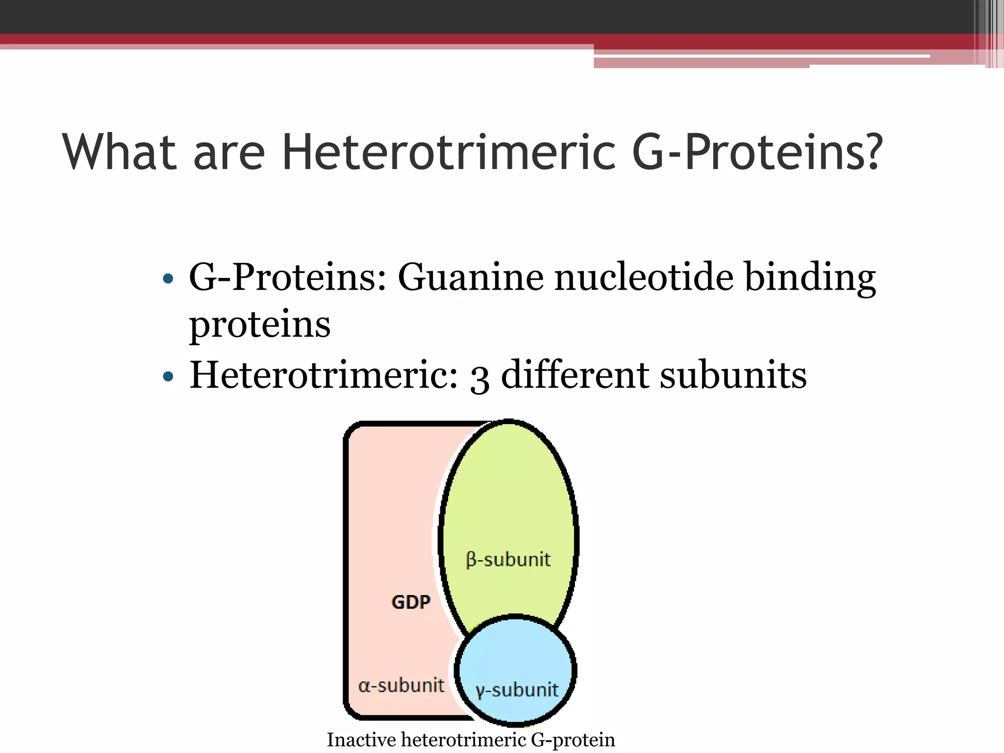 Heterotrimeric G-proteins | PPTX