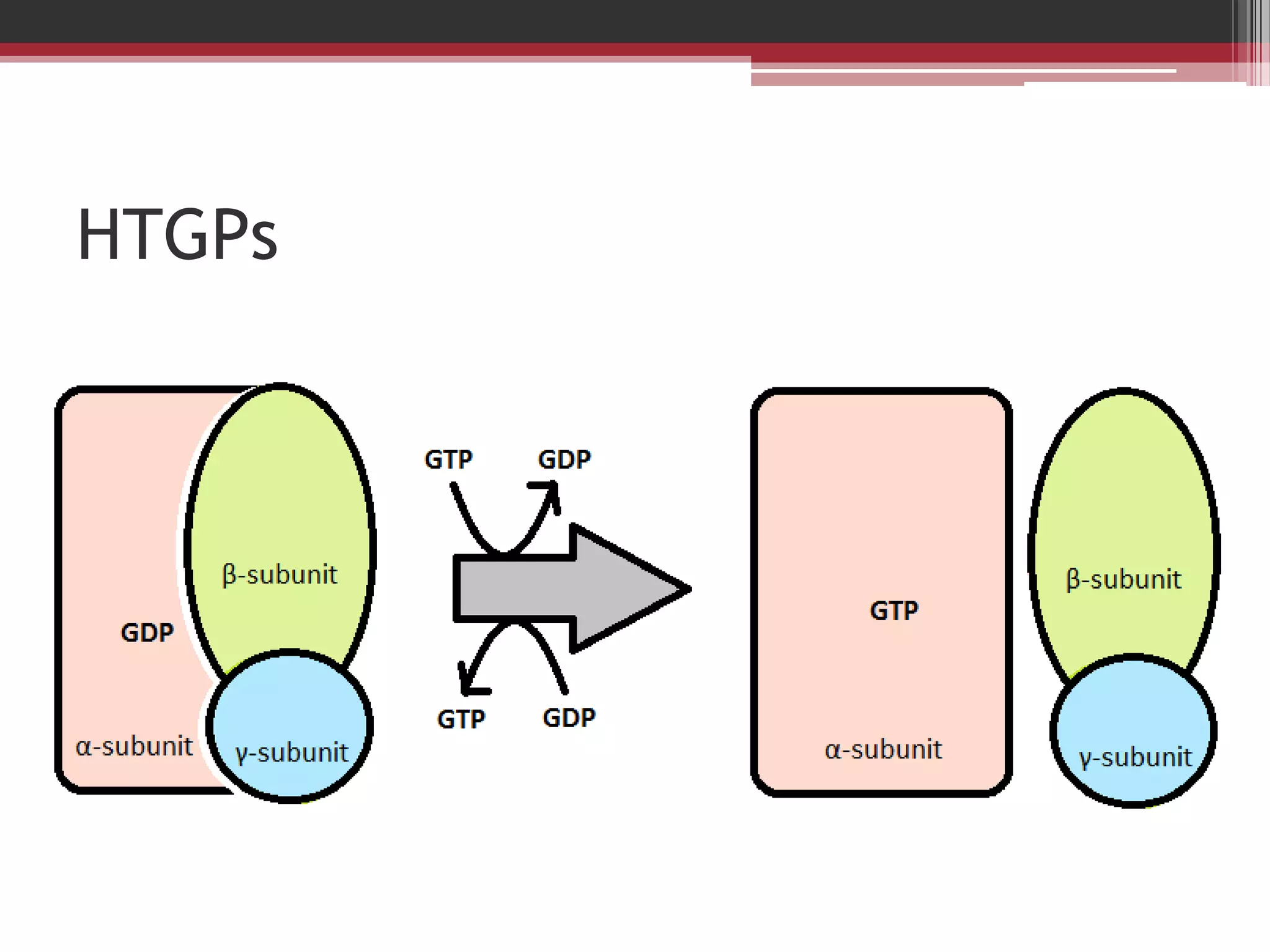 Heterotrimeric G-proteins | PPTX