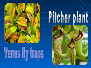 Heterotrophic Plants