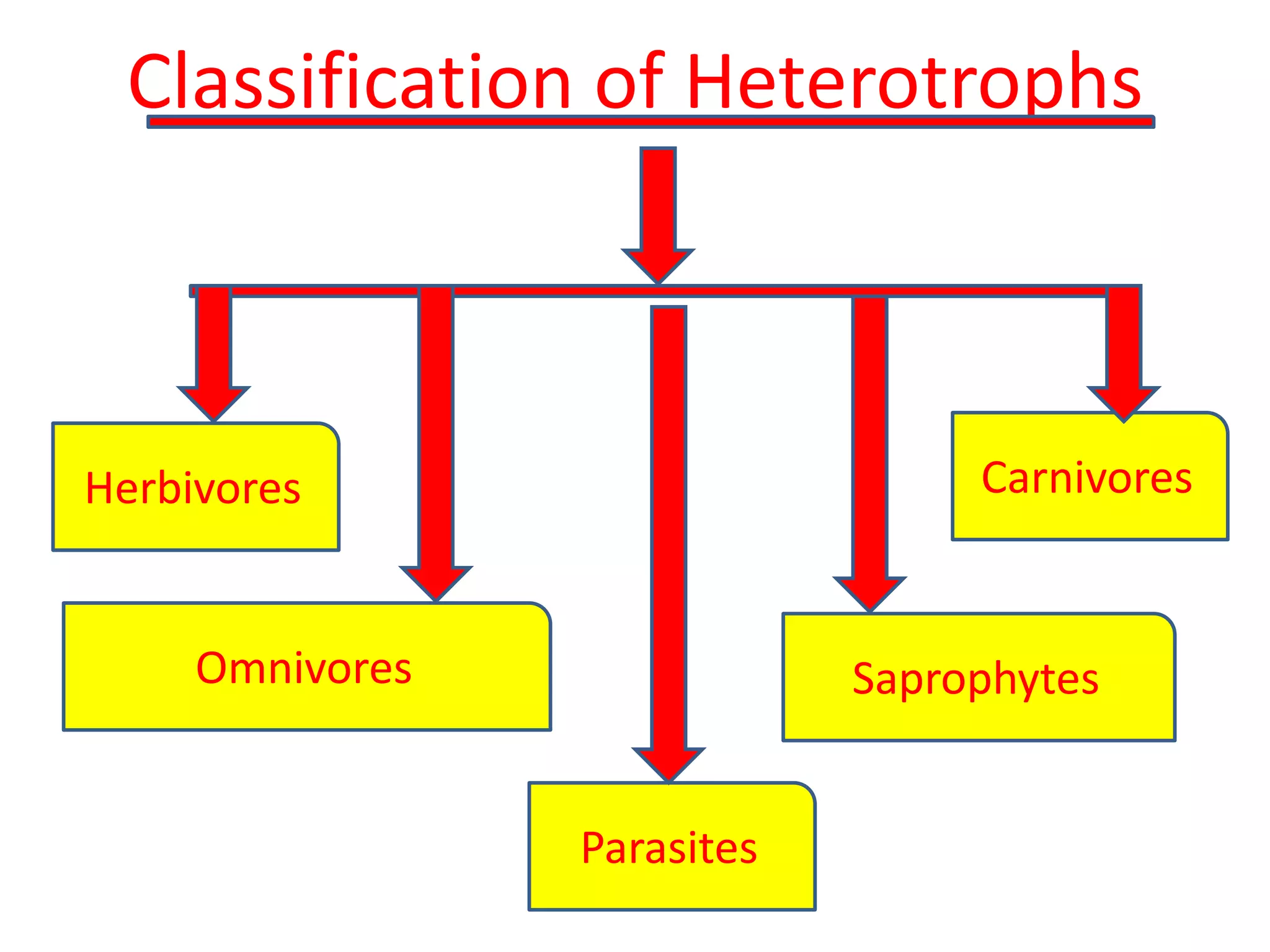 Heterotrophs | PPTX
