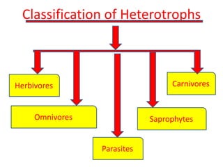 Heterotroph Diagram