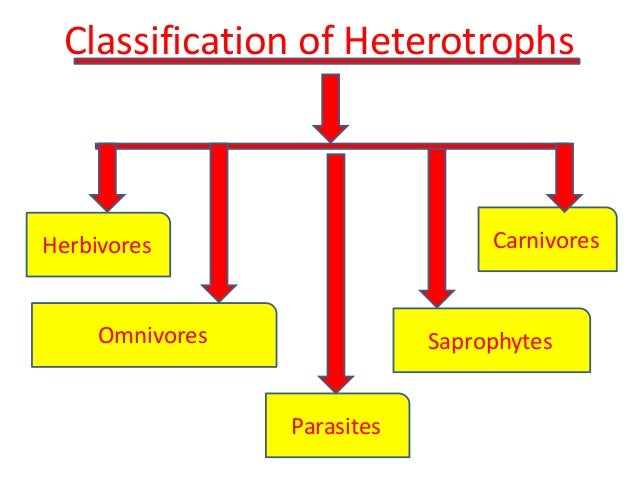 Heterotrophs