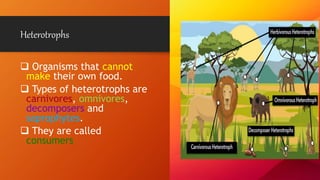 Heterotrophs and Autotrophs.pptx