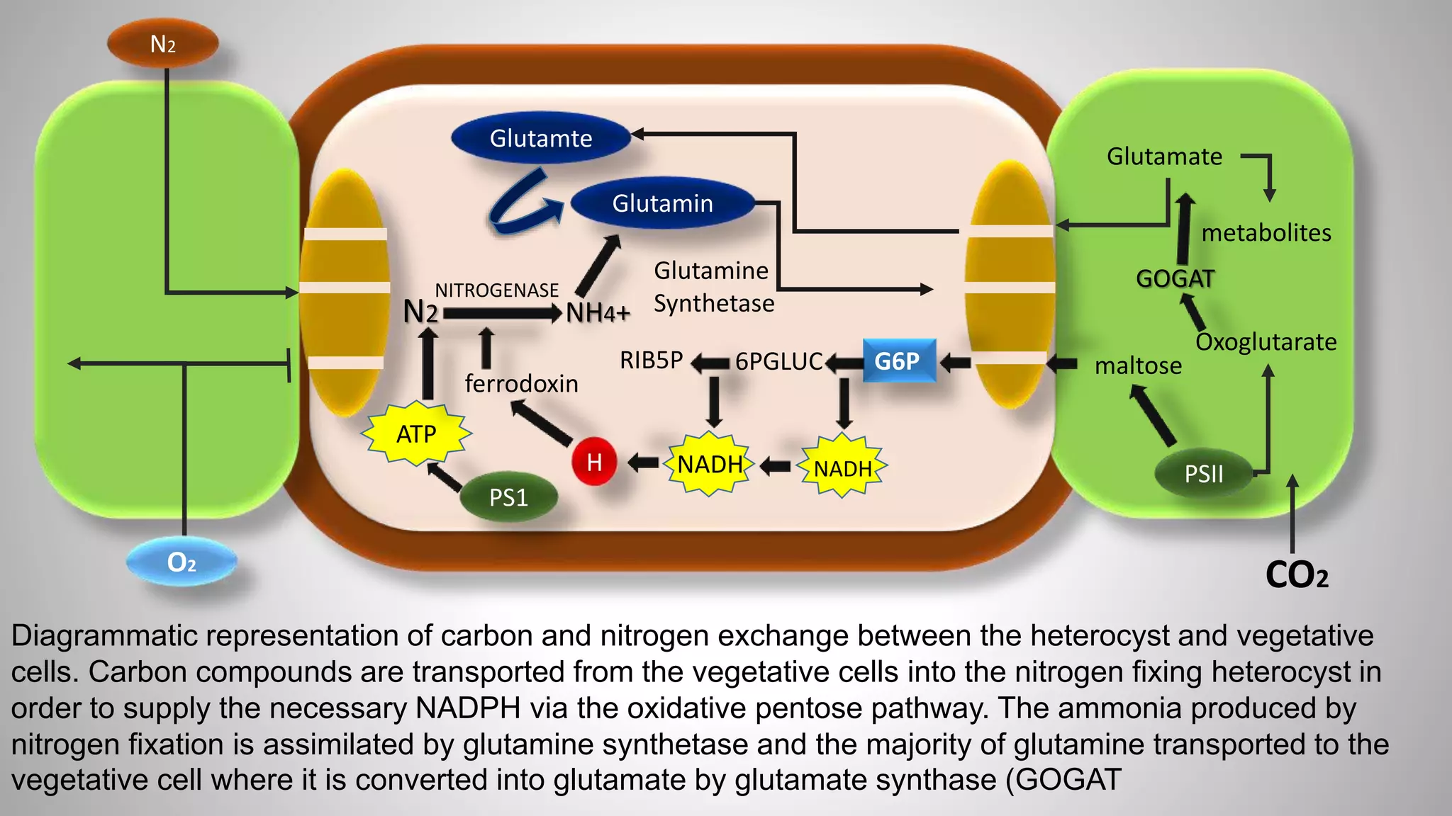 Heterocyst in algae | PPTX