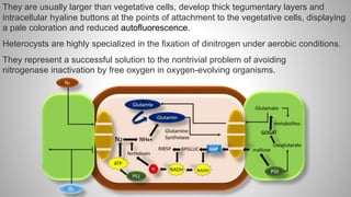 Heterocyst in algae | PPTX