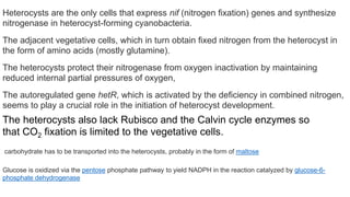 Heterocyst in algae | PPTX