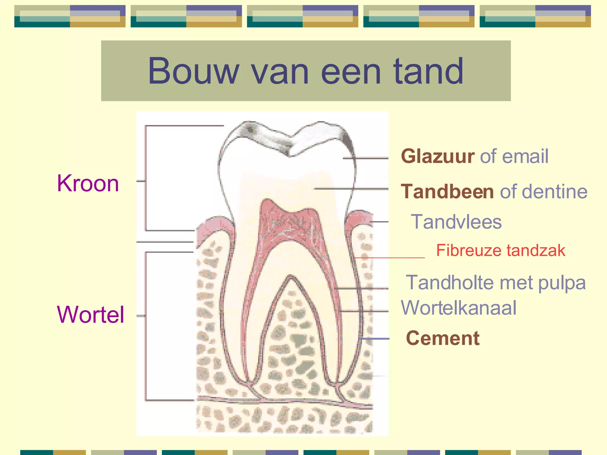 Het Gebit | PPT | Oral care | Personal Care