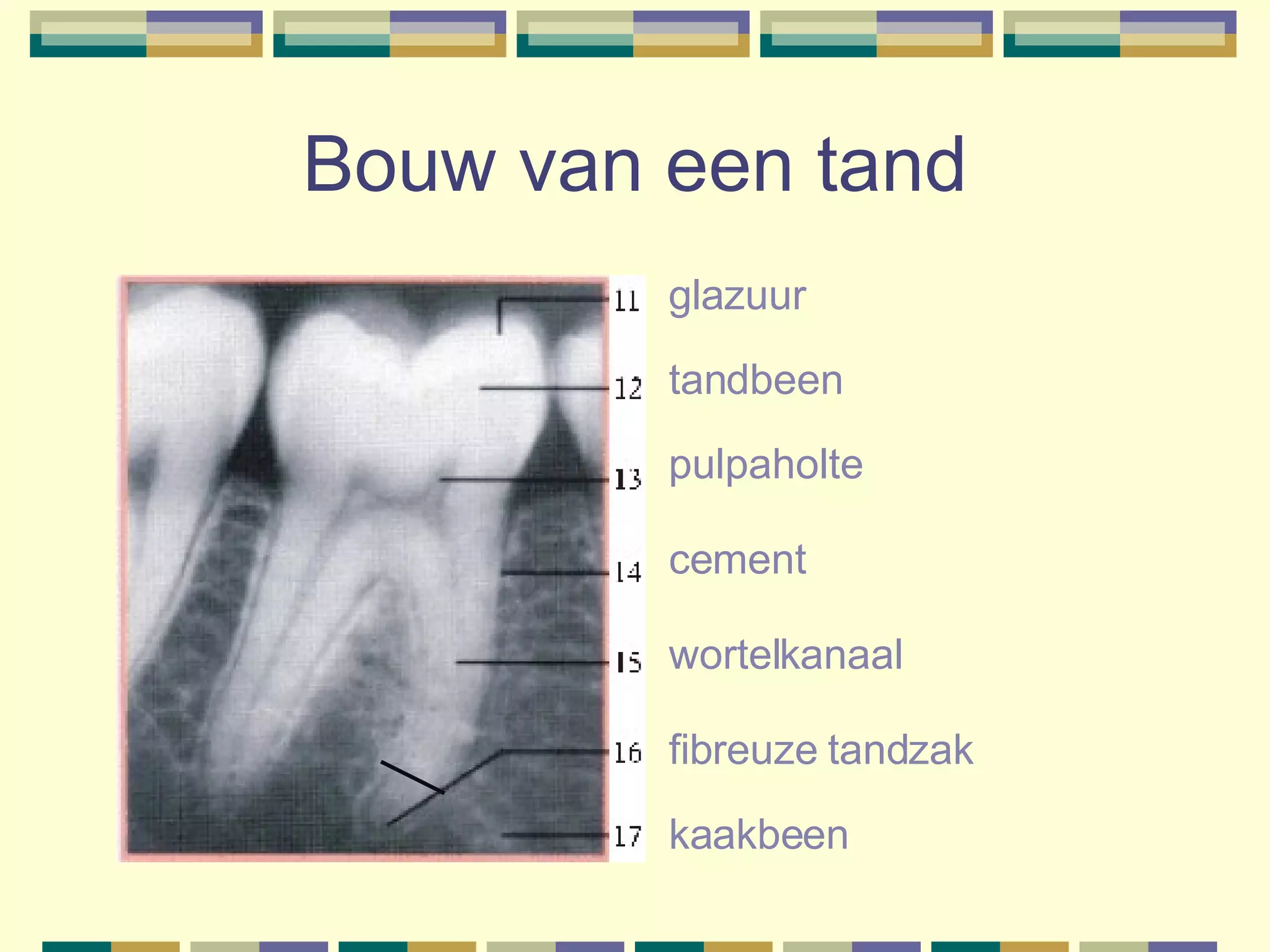 Het Gebit | PPT | Oral care | Personal Care