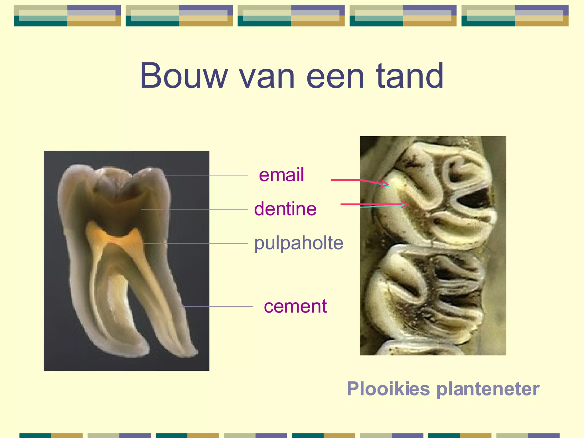 Het Gebit | PPT | Oral care | Personal Care