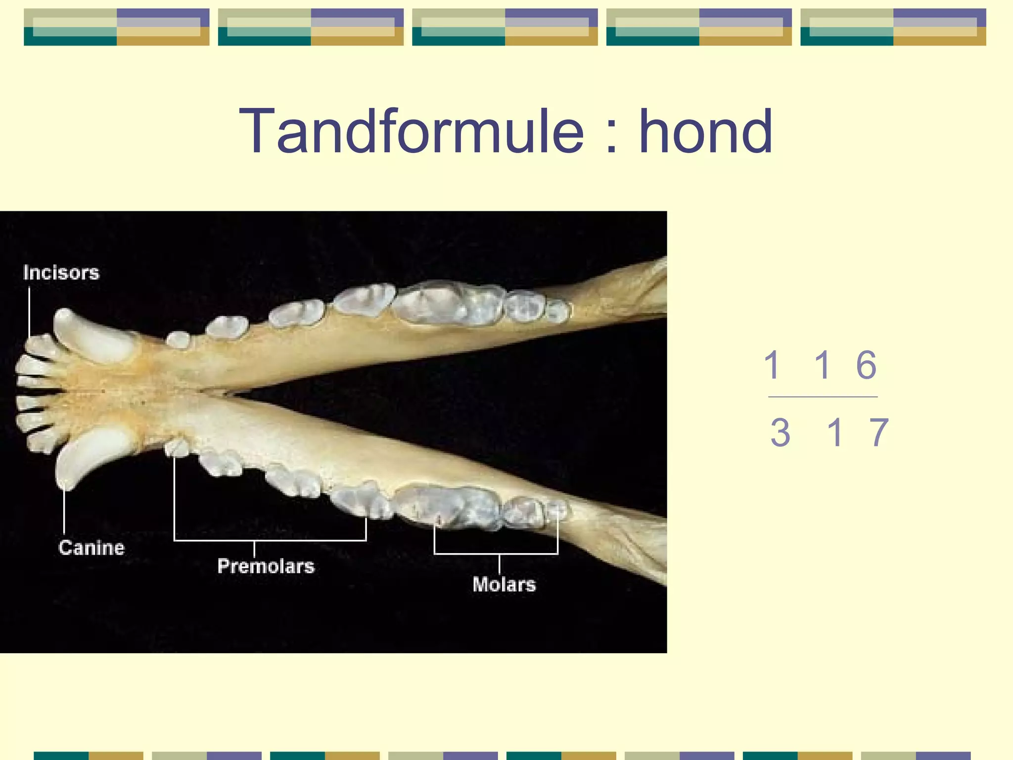 Het Gebit | PPT | Oral care | Personal Care