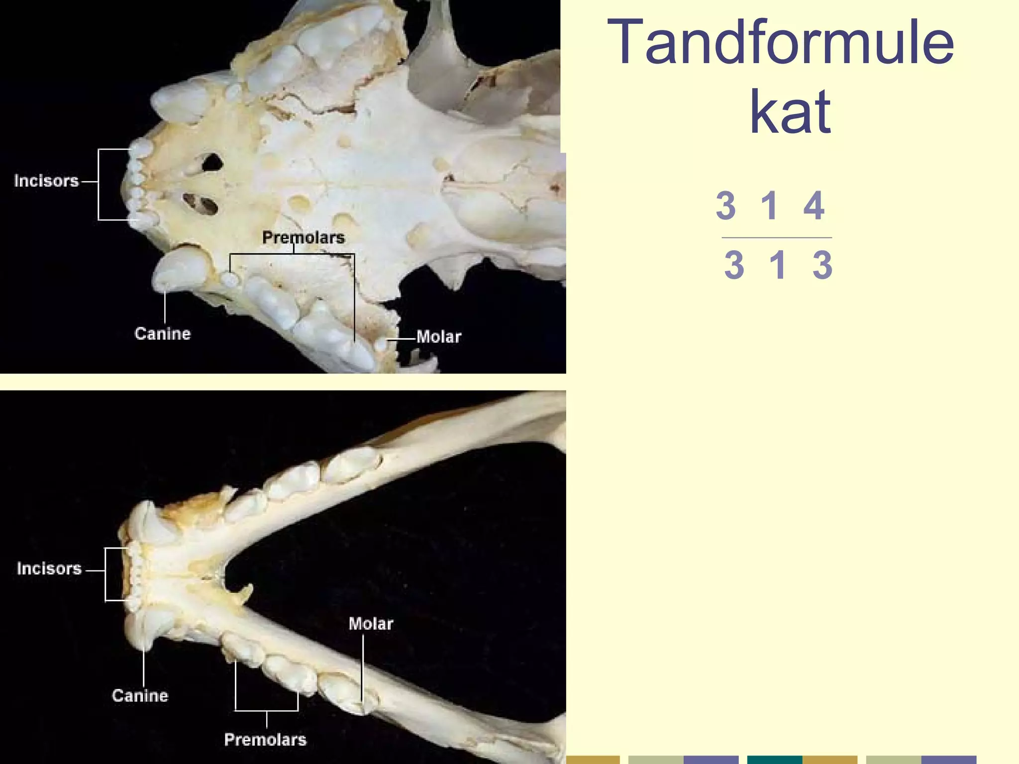 Het Gebit | PPT | Oral care | Personal Care