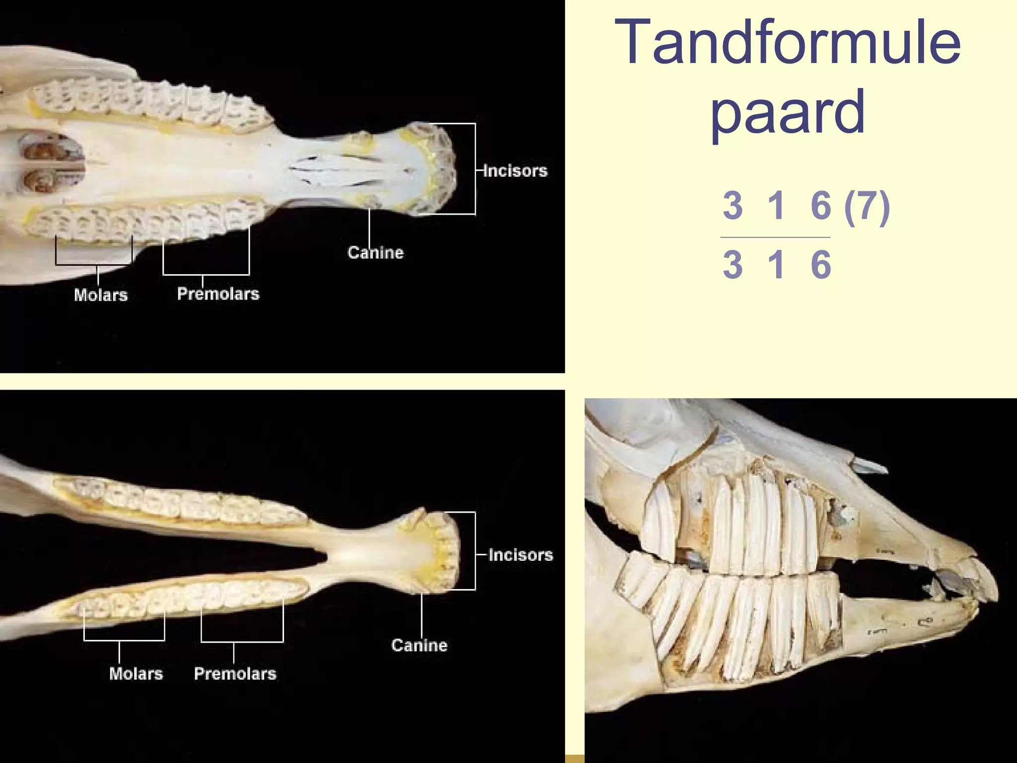 Het Gebit | PPT | Oral care | Personal Care