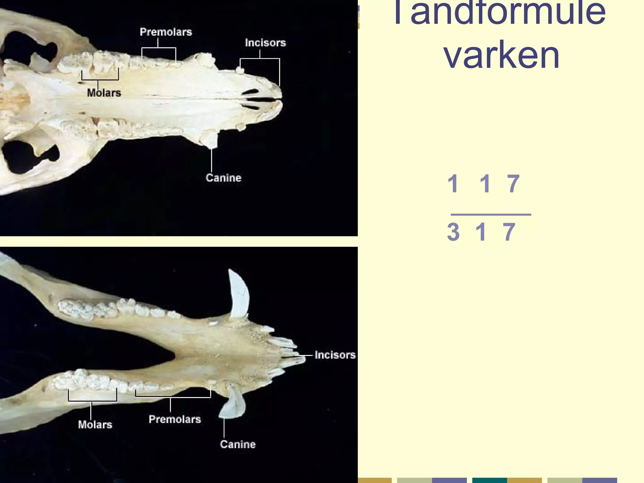 Het Gebit | PPT | Oral care | Personal Care