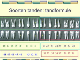 Het Gebit | PPT