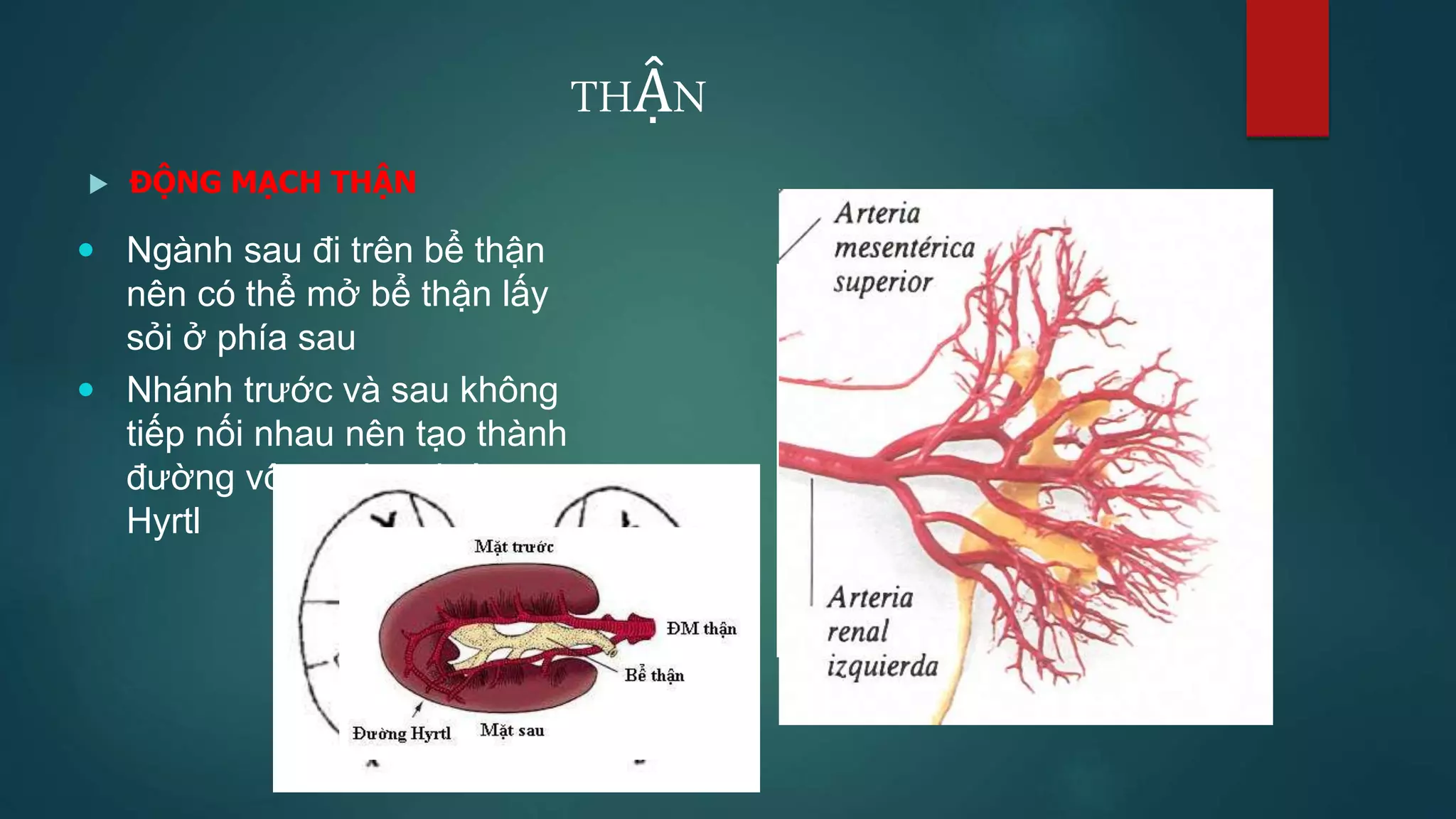 GP hệ tiết niệu | PPTX