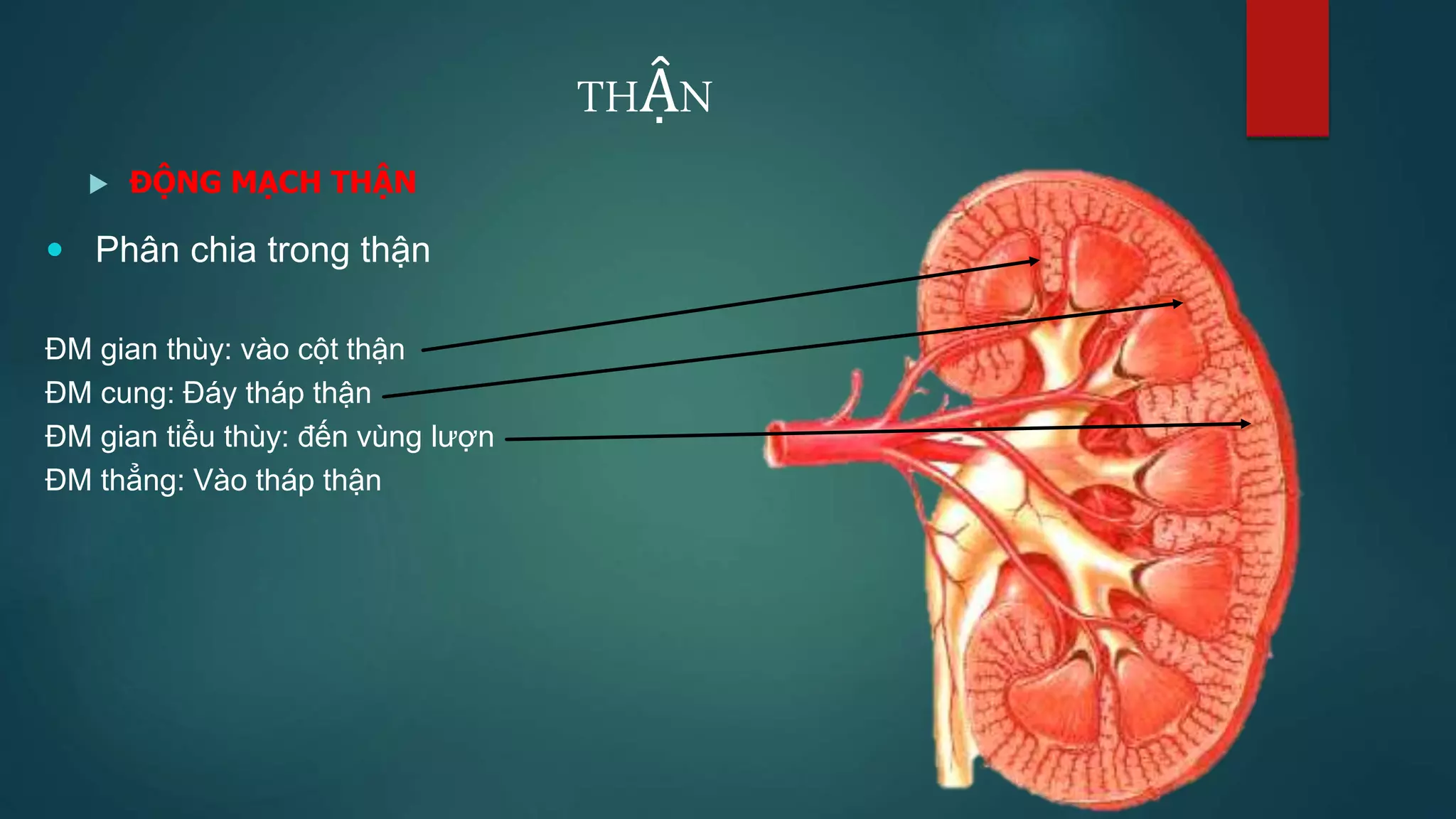 GP hệ tiết niệu | PPTX