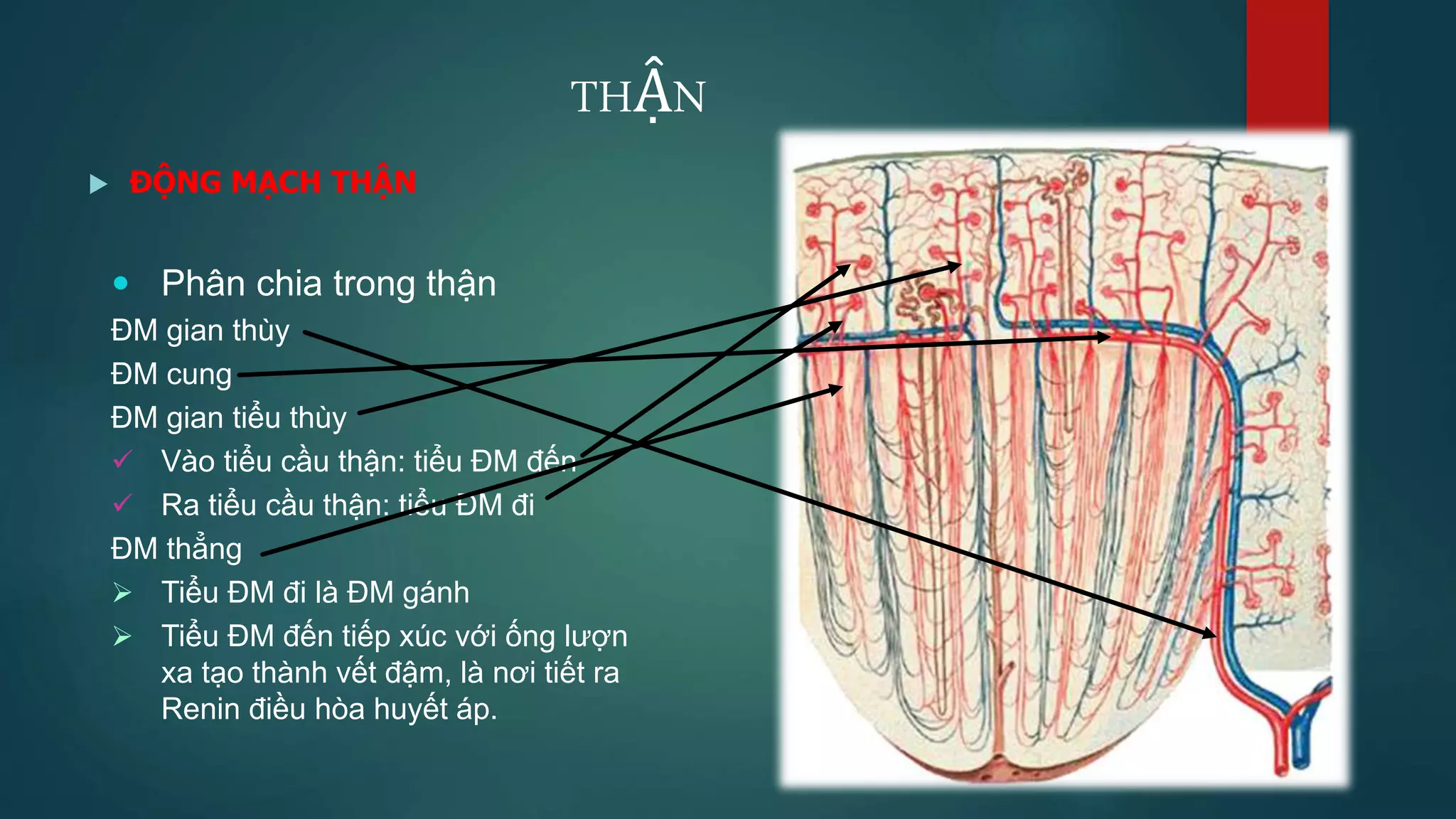 GP hệ tiết niệu | PPTX