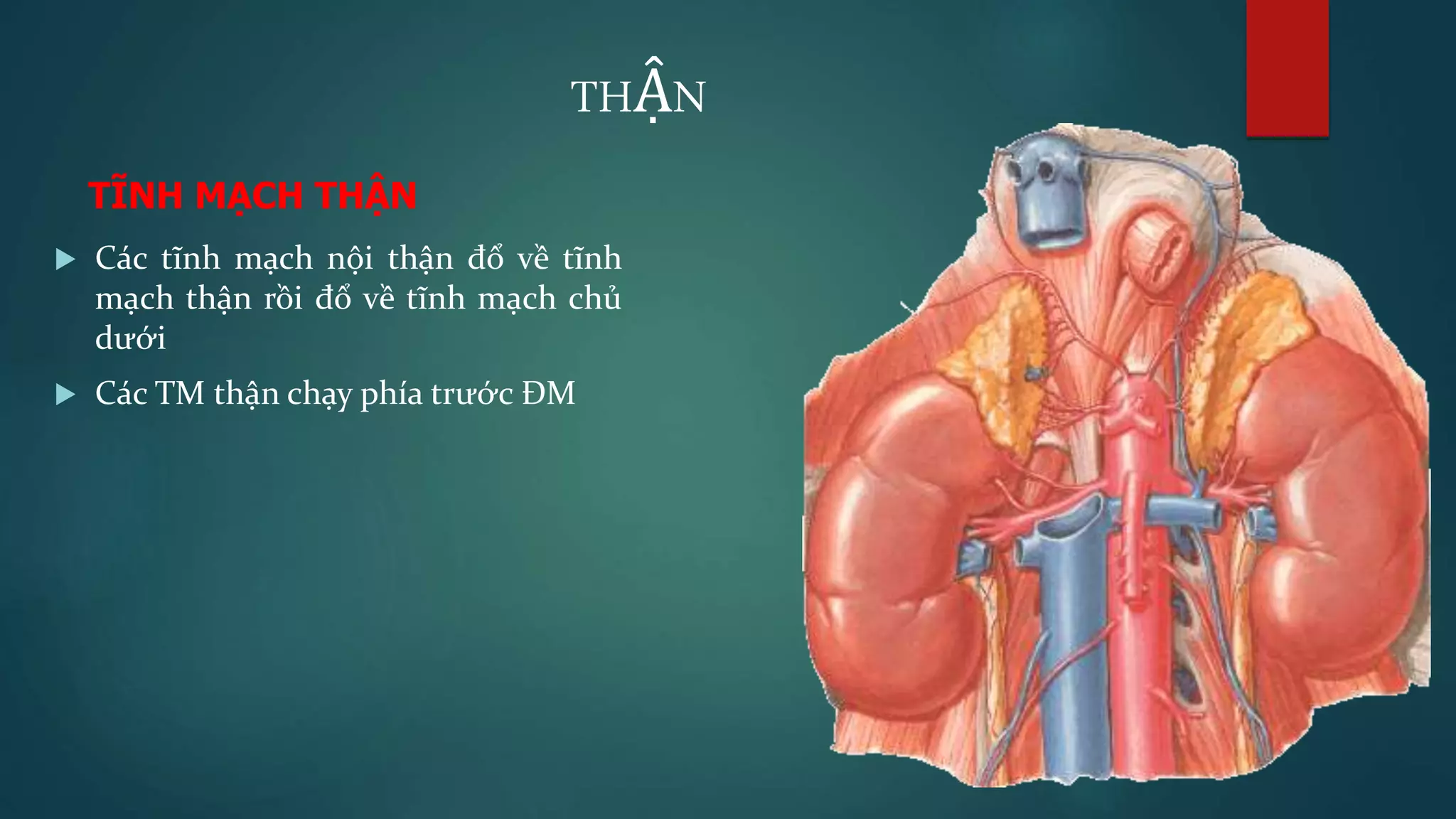 GP hệ tiết niệu | PPTX