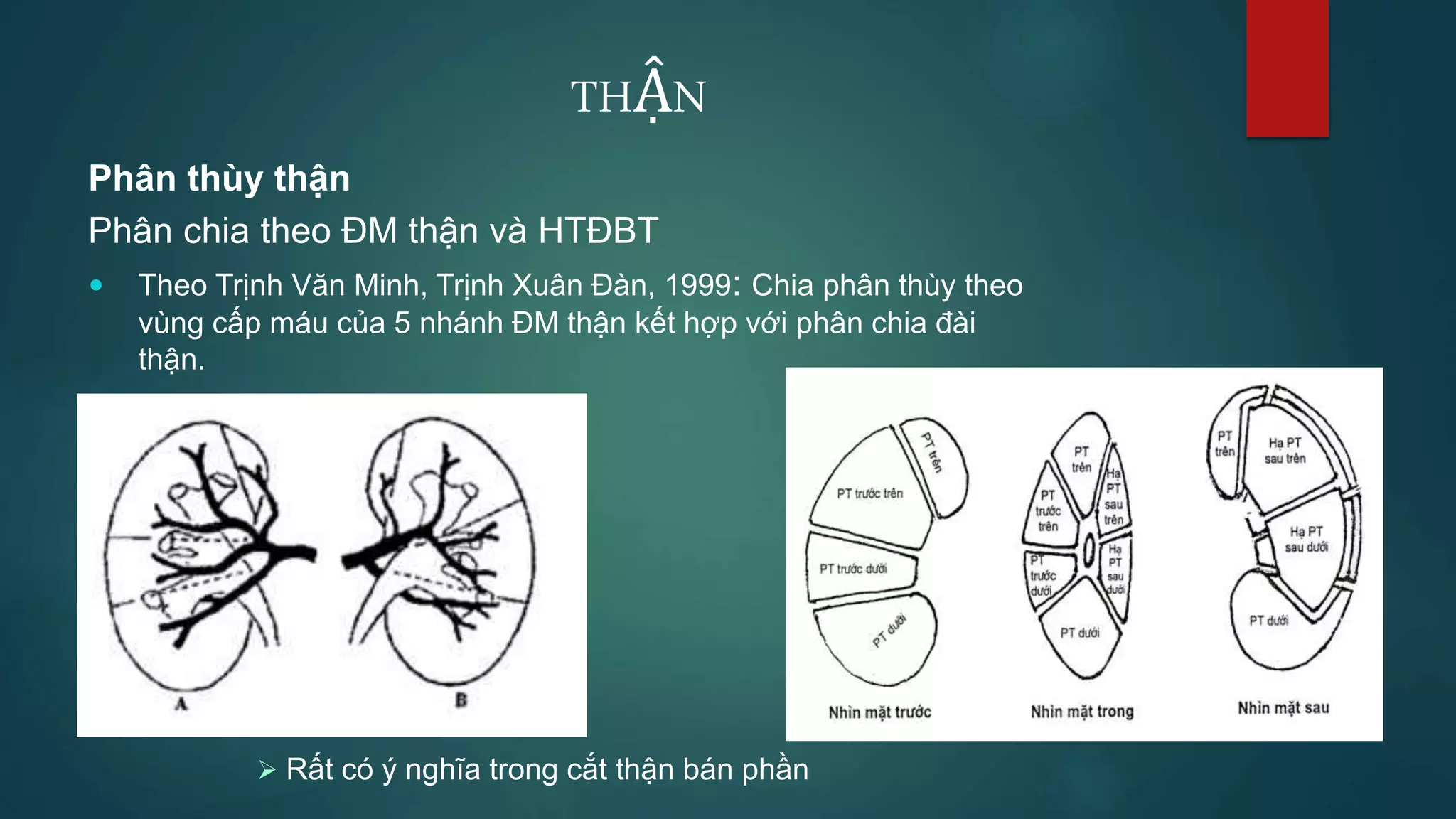 GP hệ tiết niệu | PPTX