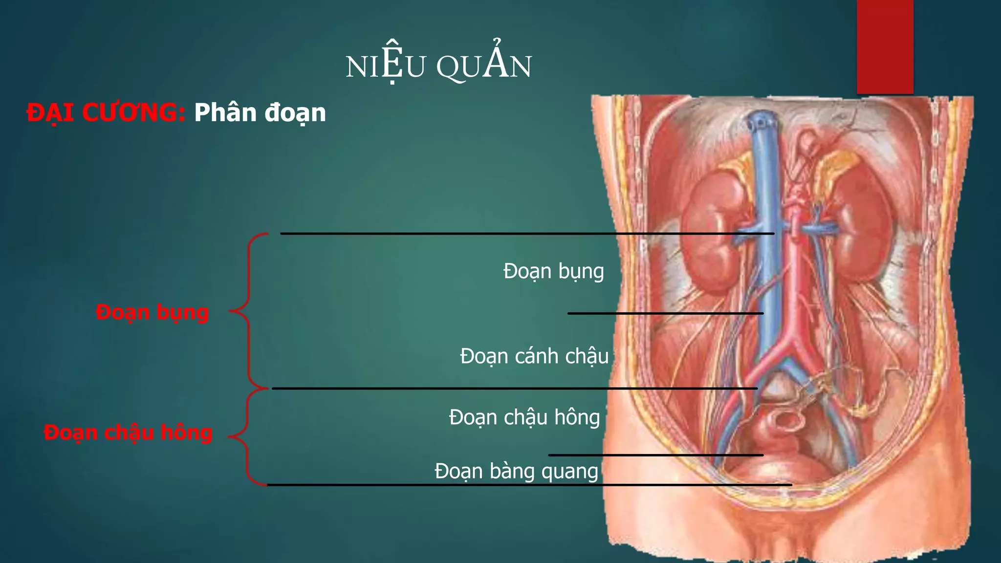 GP hệ tiết niệu | PPTX