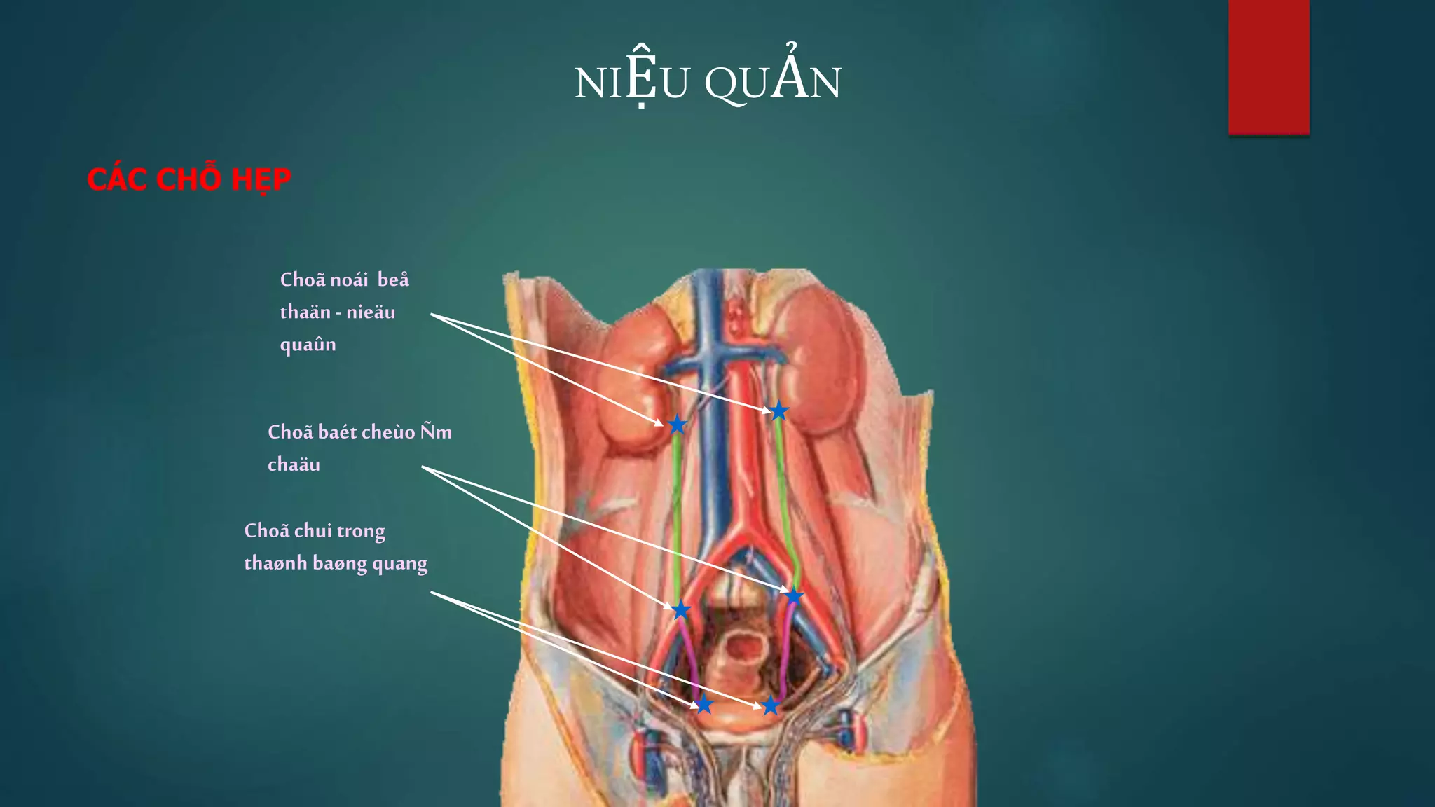 GP hệ tiết niệu | PPTX