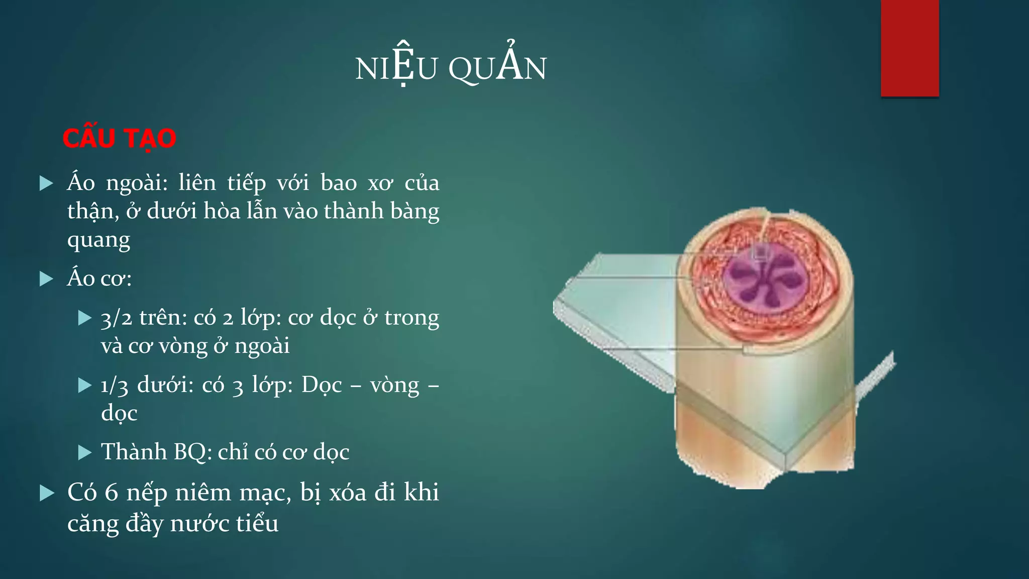 GP hệ tiết niệu | PPTX