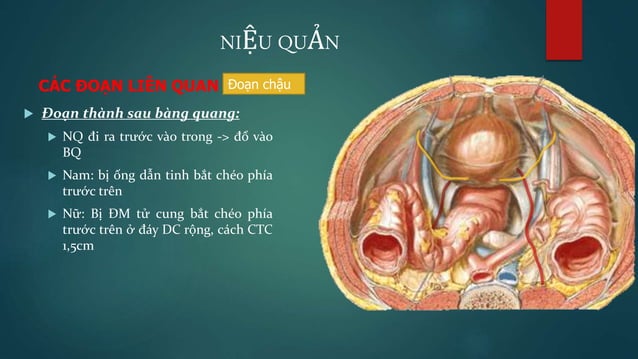 GP hệ tiết niệu | PPTX