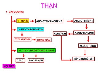 HỆ TIẾT NIỆU | PPT | Chemistry | Science