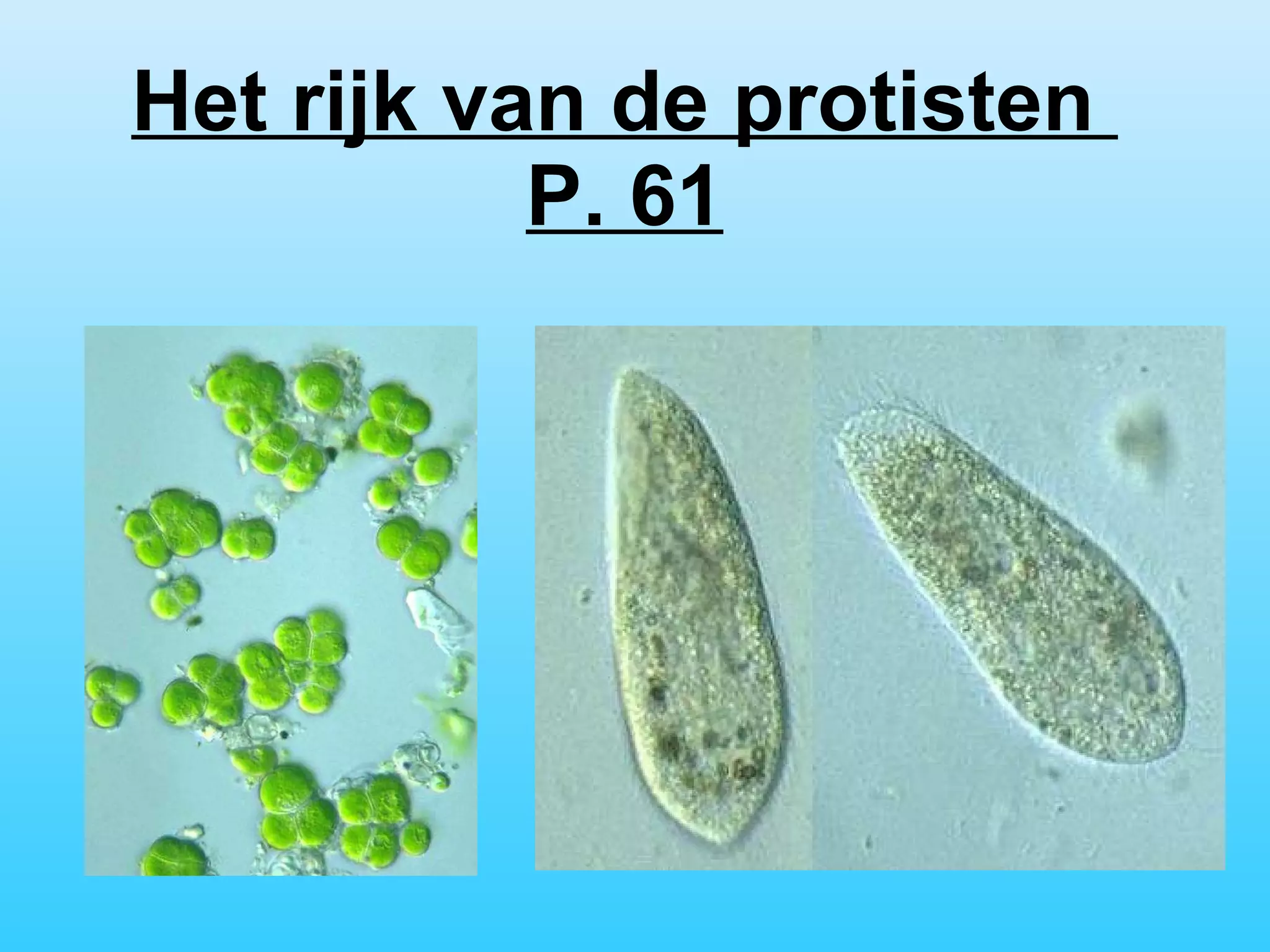 Het rijk van de protisten | PPT