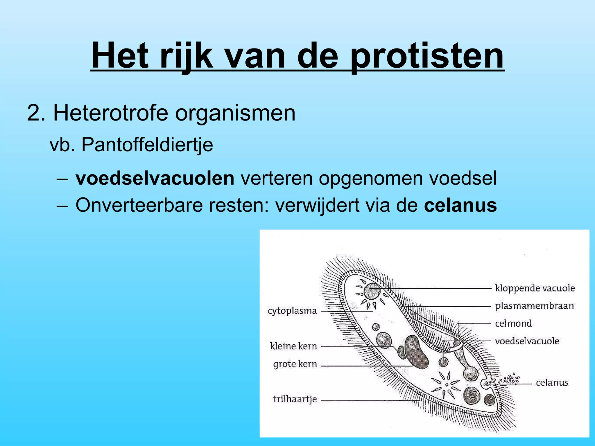 Het rijk van de protisten | PPT