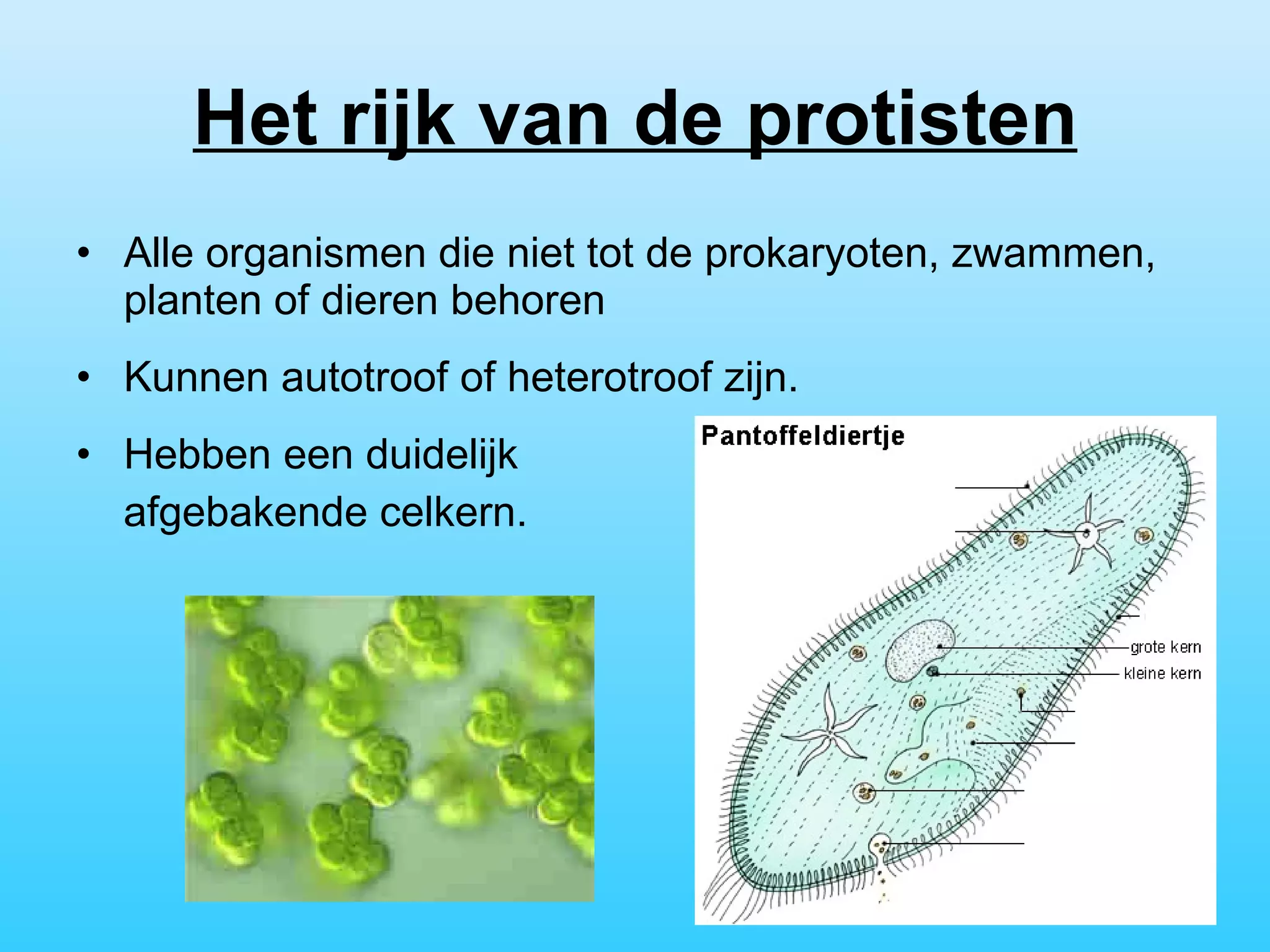 Het rijk van de protisten | PPT