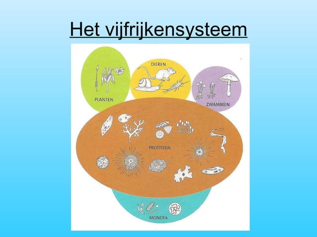 Het rijk van de protisten | PPT