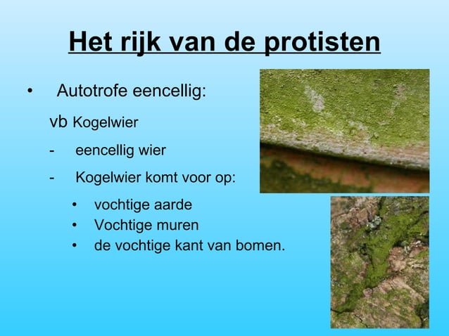 Het rijk van de protisten | PPT