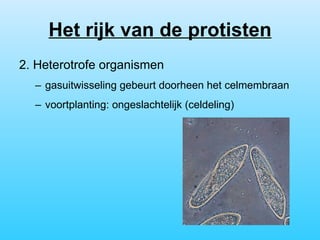Het rijk van de protisten | PPT | Biological Sciences | Science